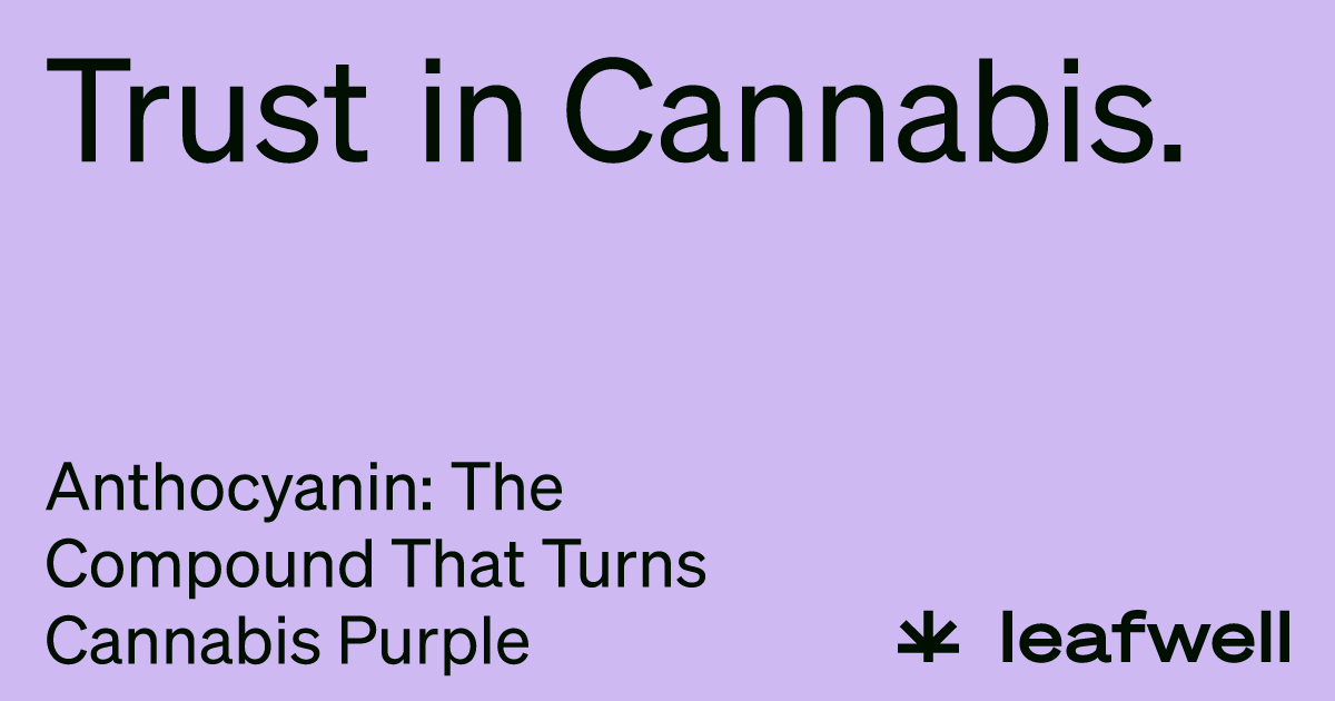Anthocyanin: The Compound That Turns Cannabis Purple